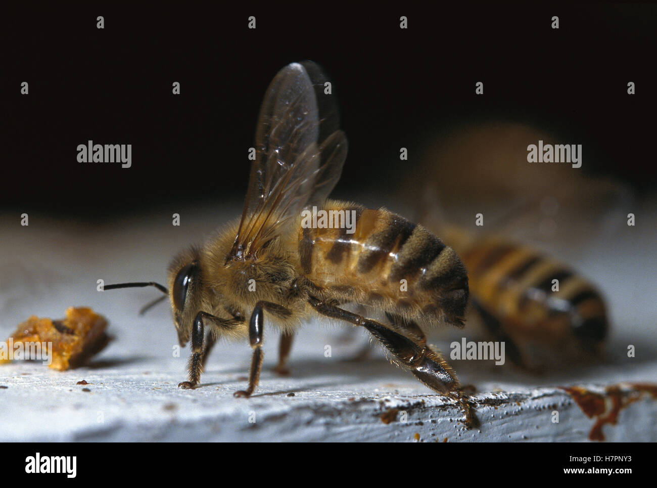 Honey Bee (Apis mellifera) pair fanning wings, North America Stock ...