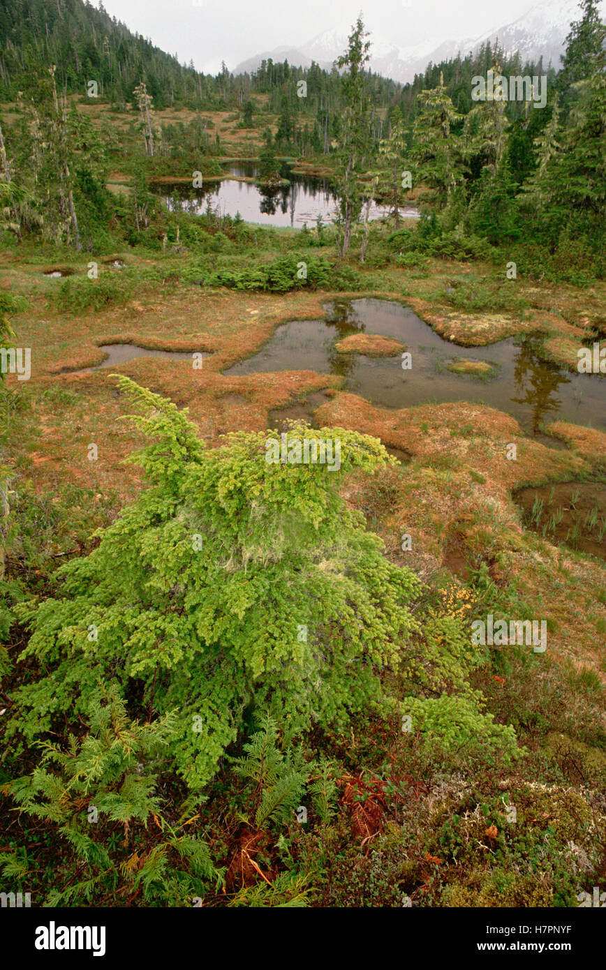 Old growth Muskeg temperate rainforest surrounding peat bog on ...