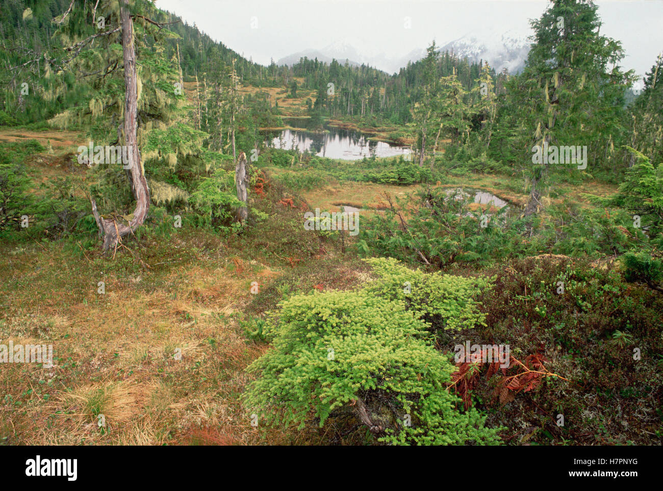 Old growth Muskeg temperate rainforest surrounding peat bog on ...