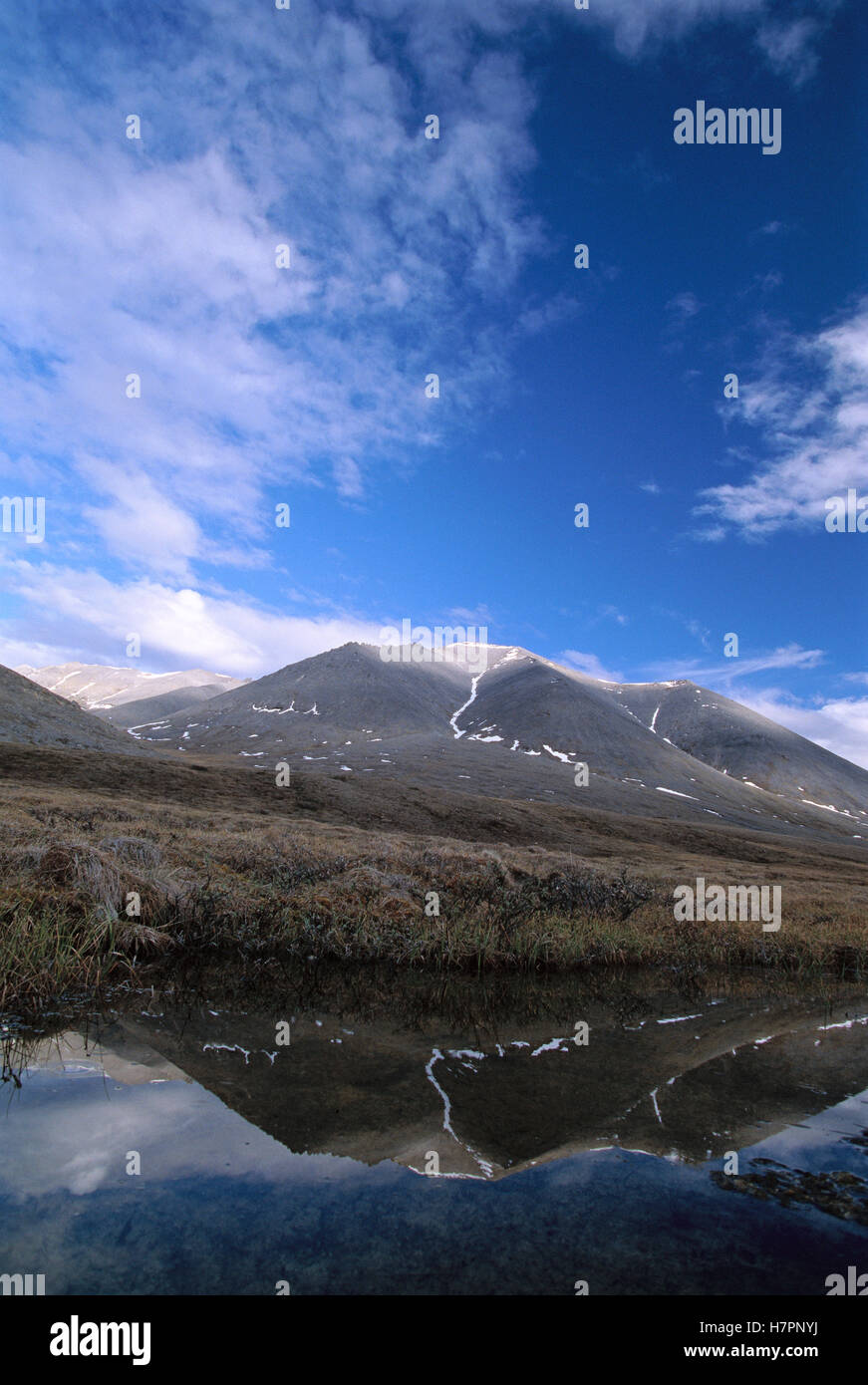 Sadlerochit Mountains reflected in tussock tundra pond in summer ...