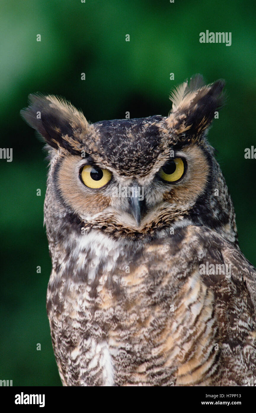Great Horned Owl (Bubo virginianus) close-up portrait, North America ...