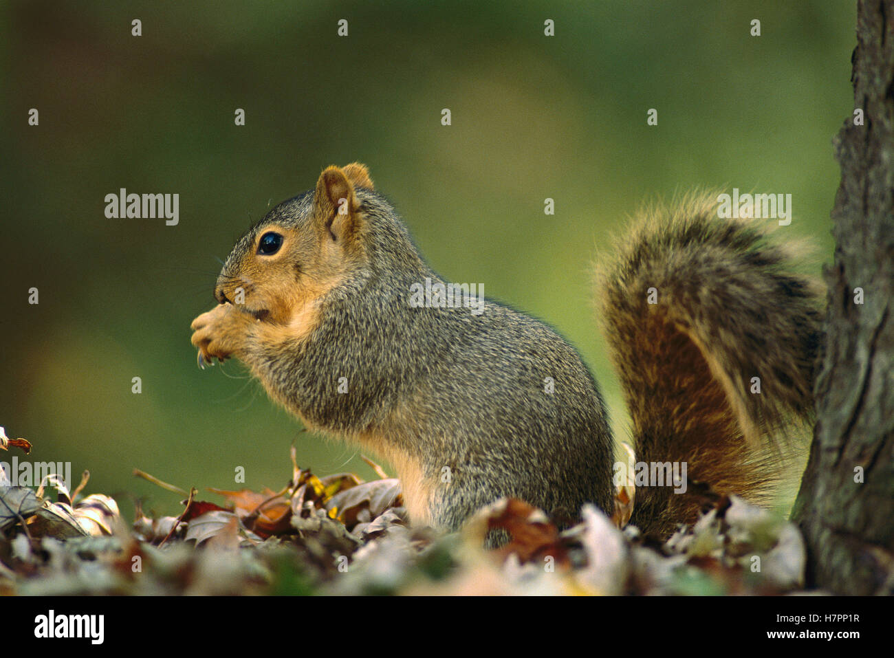 Eastern Fox Squirrel (Sciurus niger) side view portrait, North America ...