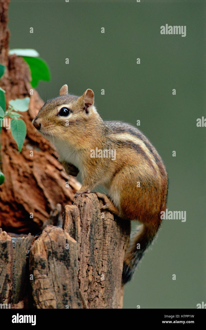 Eastern Chipmunk (Tamias striatus) portrait on tree stump, North ...