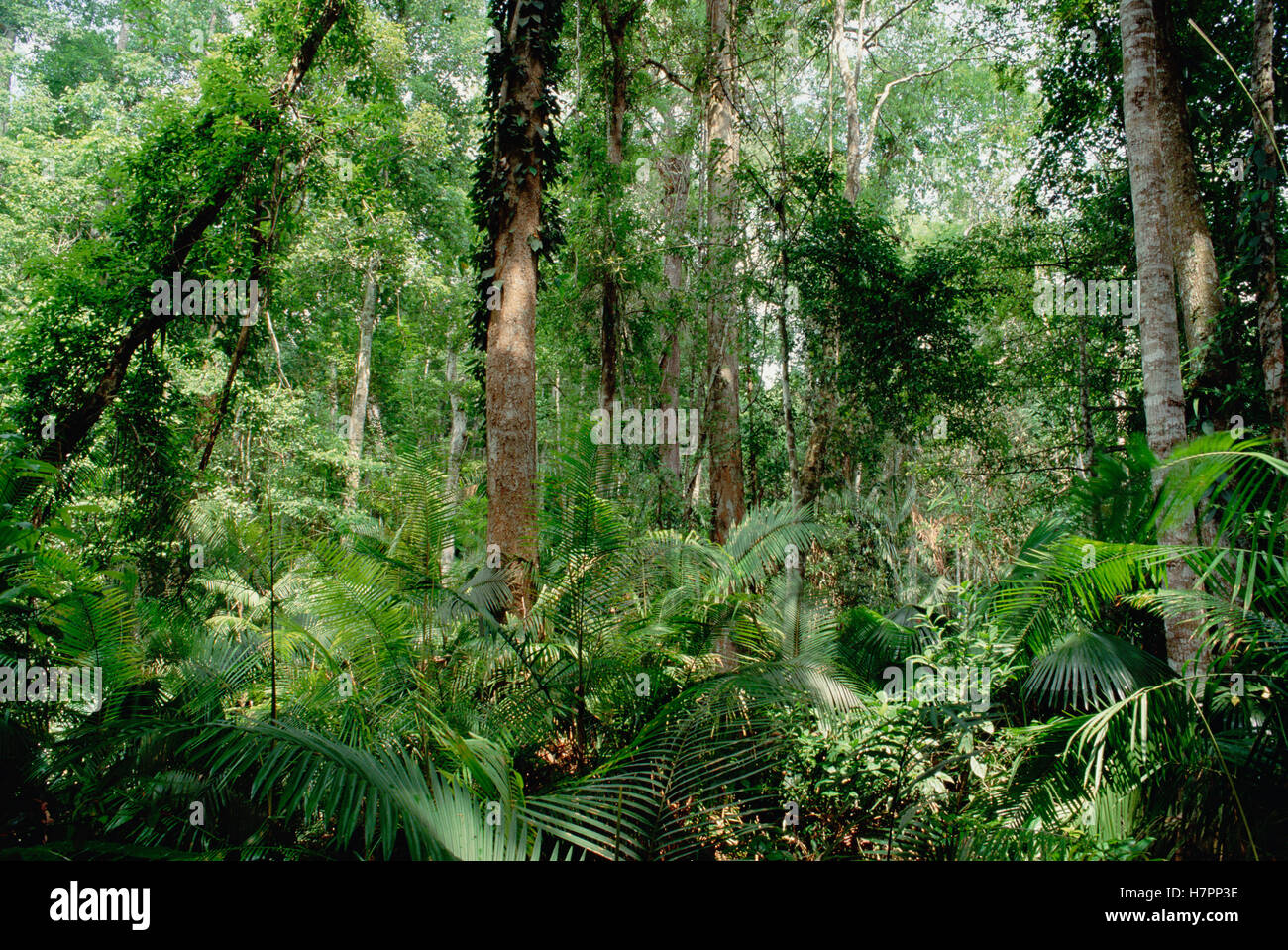 Low montane tropical rainforest, Khao Yai National Park, Thailand Stock ...