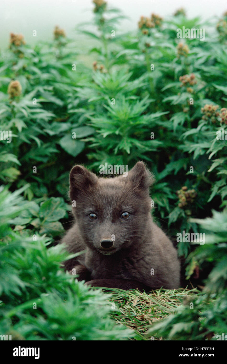 Arctic Fox (Alopex lagopus) young pup, arctic North America Stock Photo ...