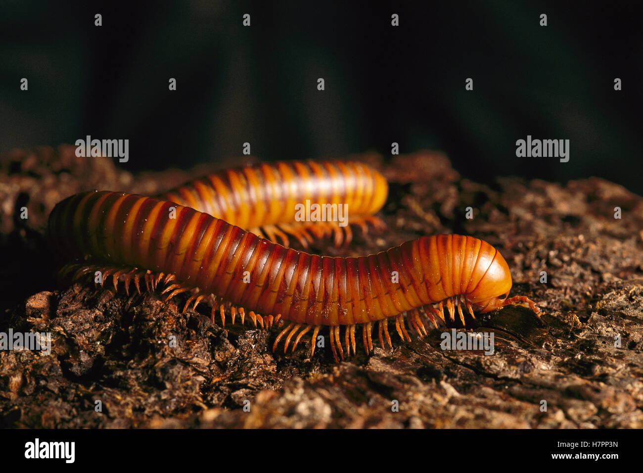 African Giant Black Millipede (Archispirostreptus gigas), Africa Stock ...