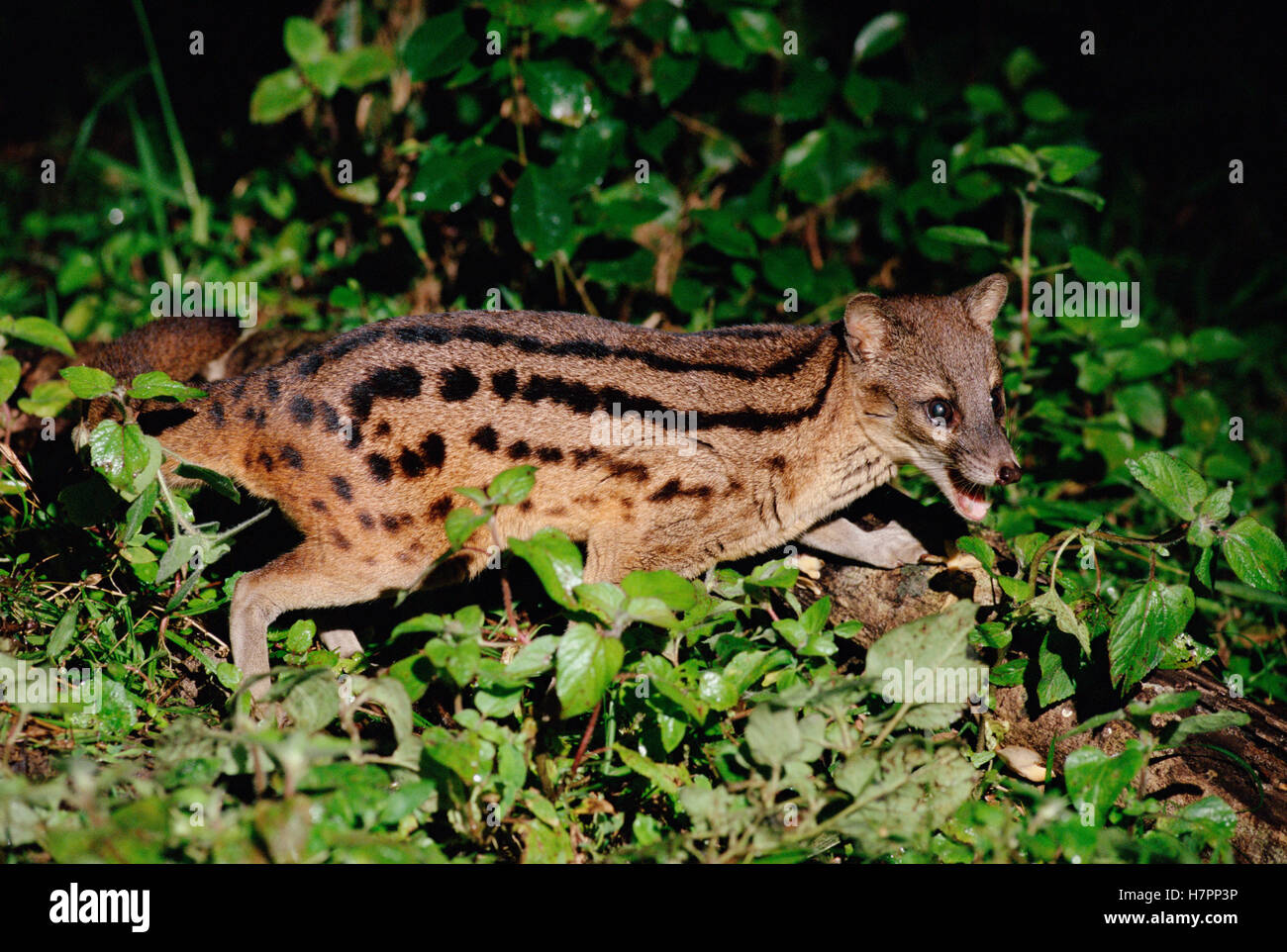 Striped Civet (Fossa fossana) side view portrait, eastern Madagascar ...