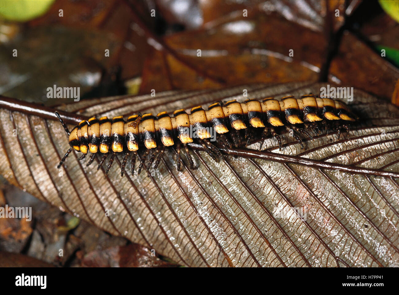 Yellow-banded Millipede (Narceus gordanus), cloud forest, Costa Rica ...