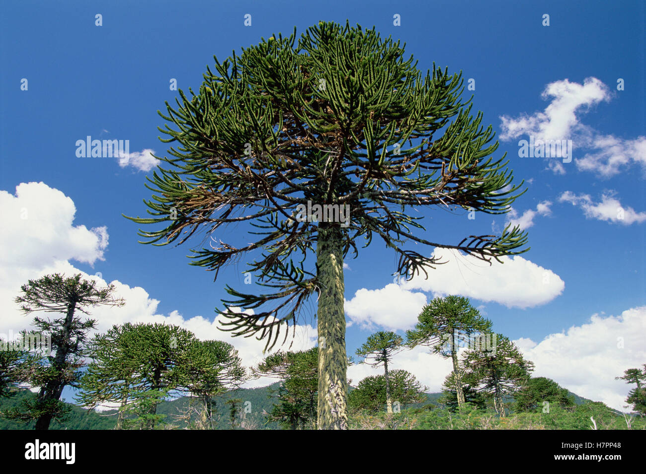 Monkey Puzzle Tree (Araucaria araucana) in landscape, Conguillio ...