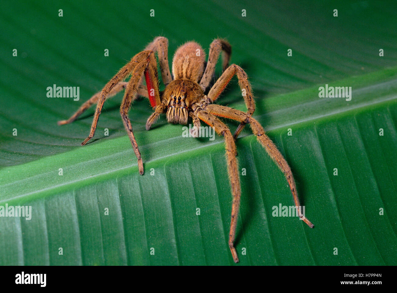 Wandering Spider (Cupiennius coccineus) with egg sac under abdomen, not ...