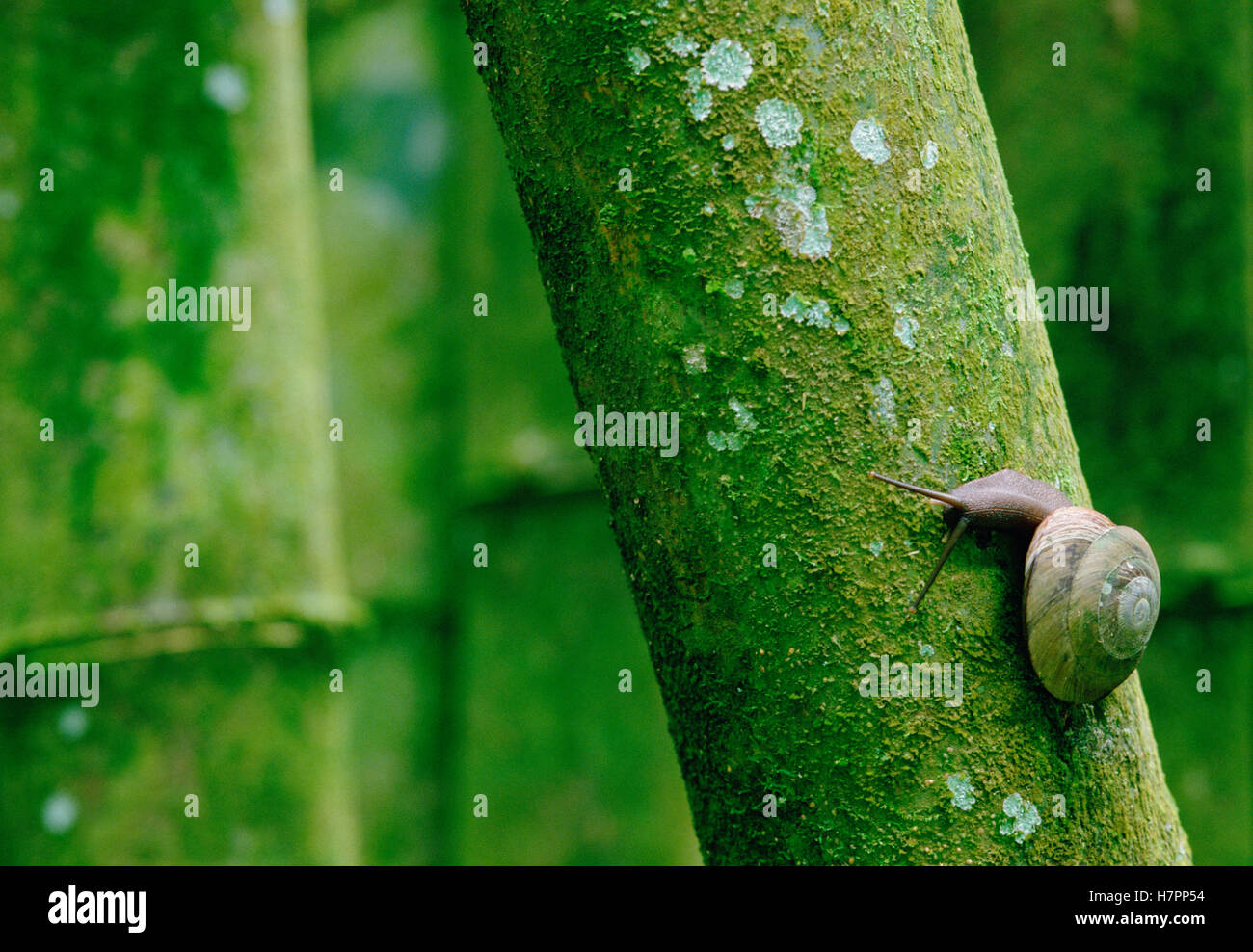Snail on trunk, Puerto Rico Stock Photo - Alamy