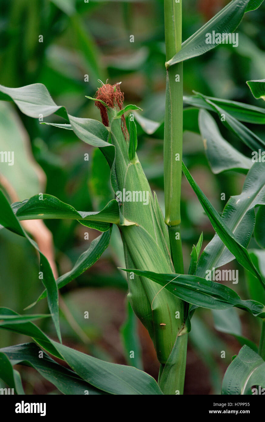 Maize (Zea mays x hybrid) ear of sweet hybrid plant, cultivated on ...
