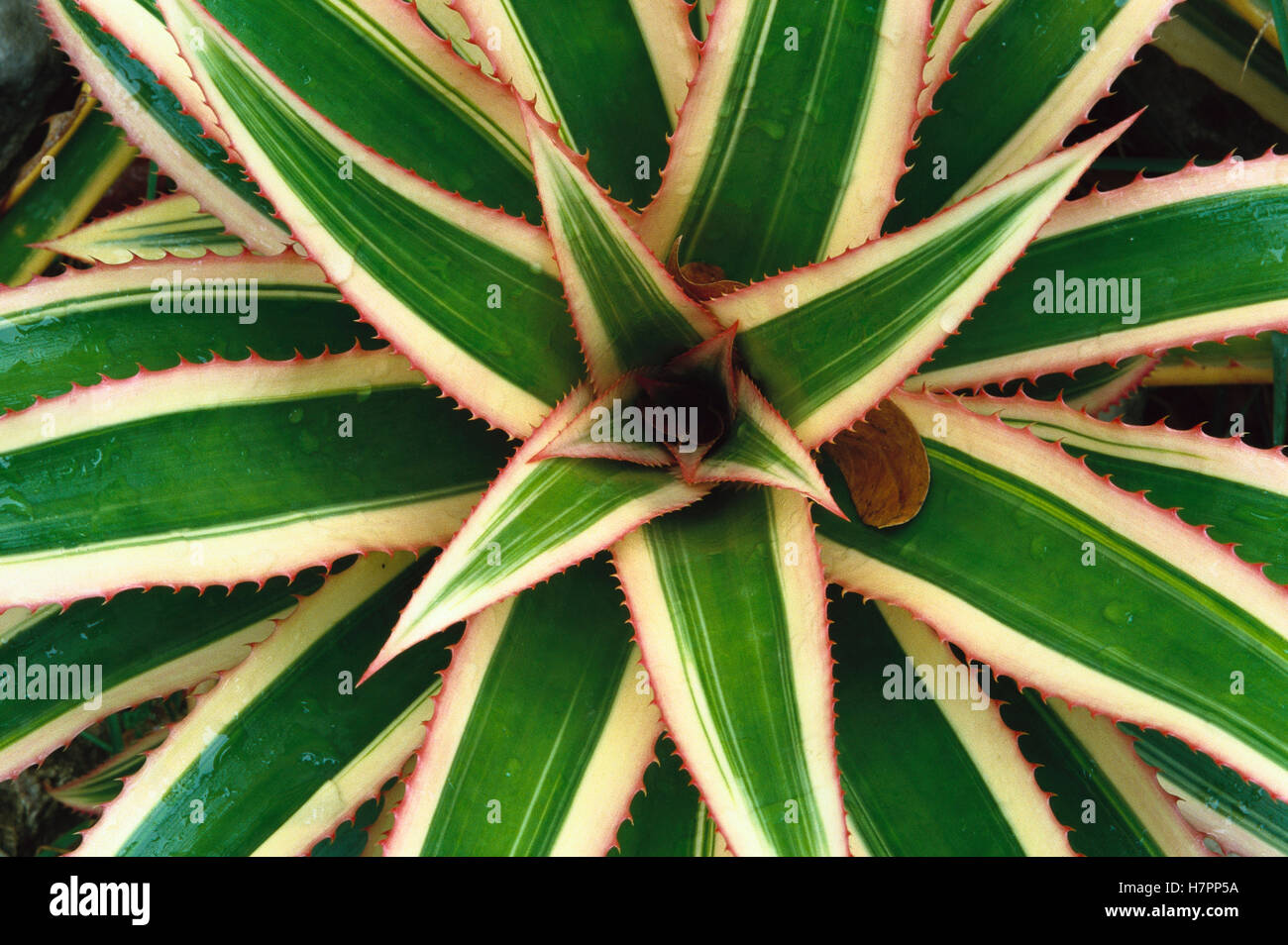 Red Pineapple Bromeliad (Ananas comosus variegatus) top view, Trinidad ...