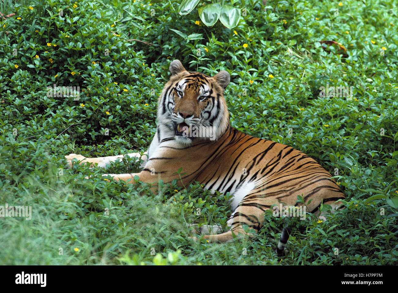 Bengal Tiger (Panthera tigris tigris) portrait, Hilo Zoo, Hawaii Stock ...