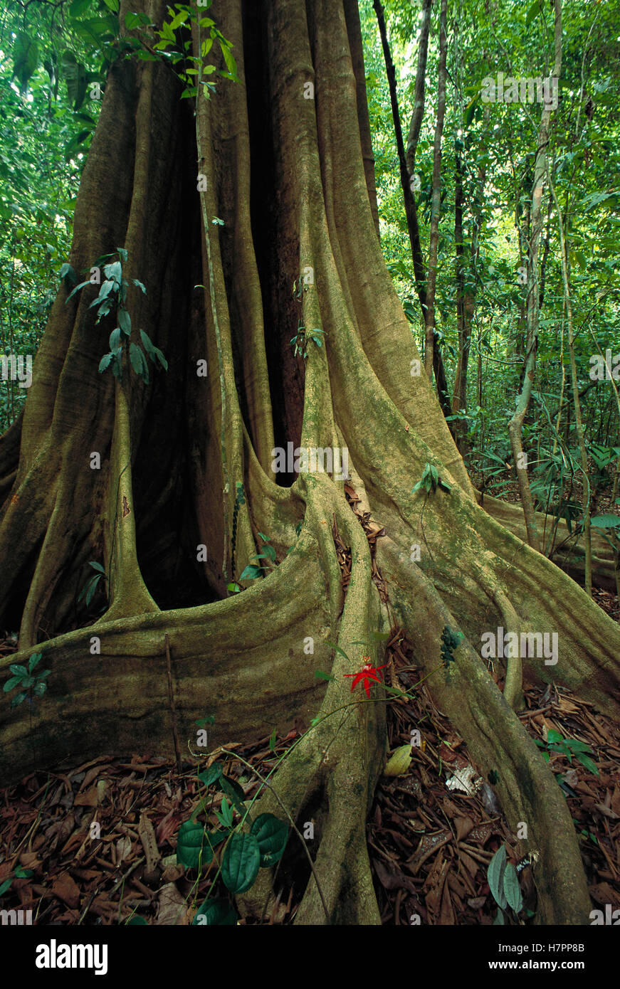 Fig (Ficus sp) buttress root in lowland tropical rainforest, Corcovado ...
