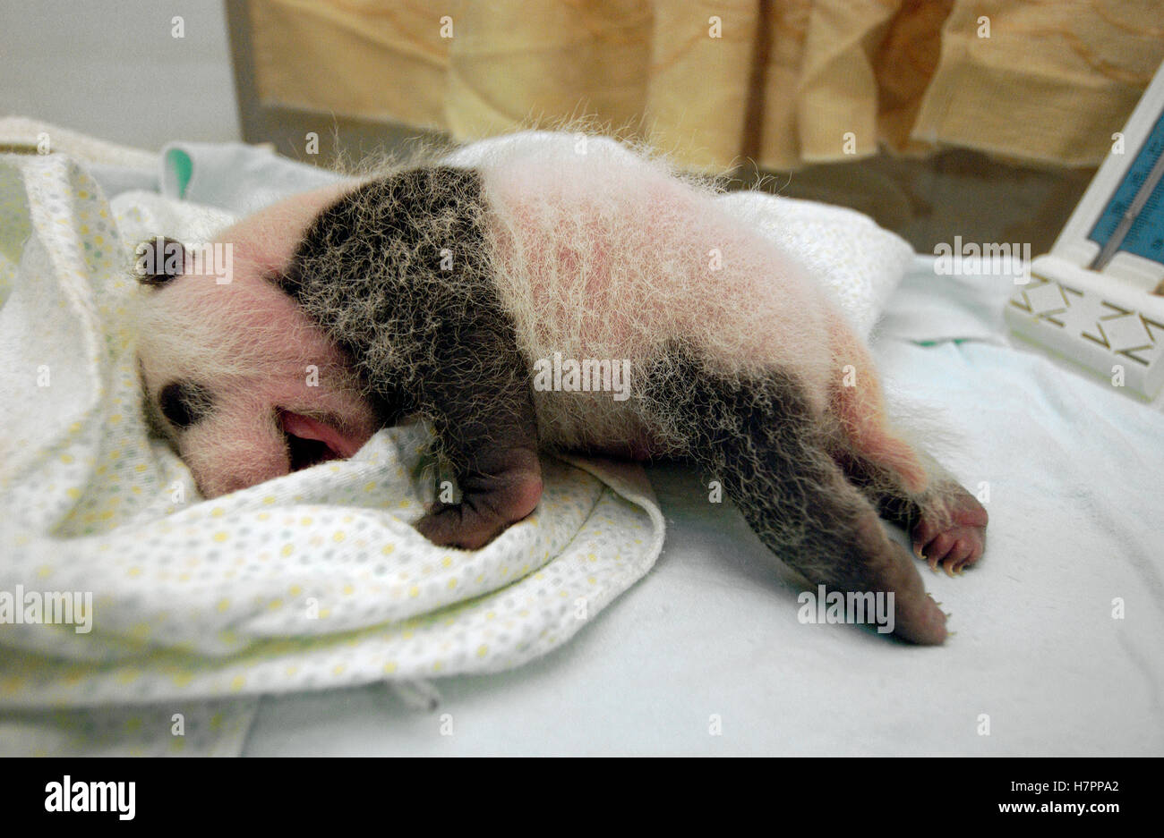 Giant Panda (Ailuropoda melanoleuca) baby in nursery at the China ...
