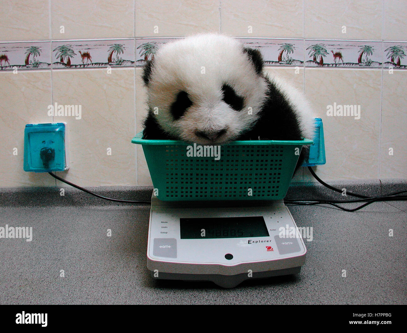Giant Panda (Ailuropoda melanoleuca) baby being weighed on a scale at ...