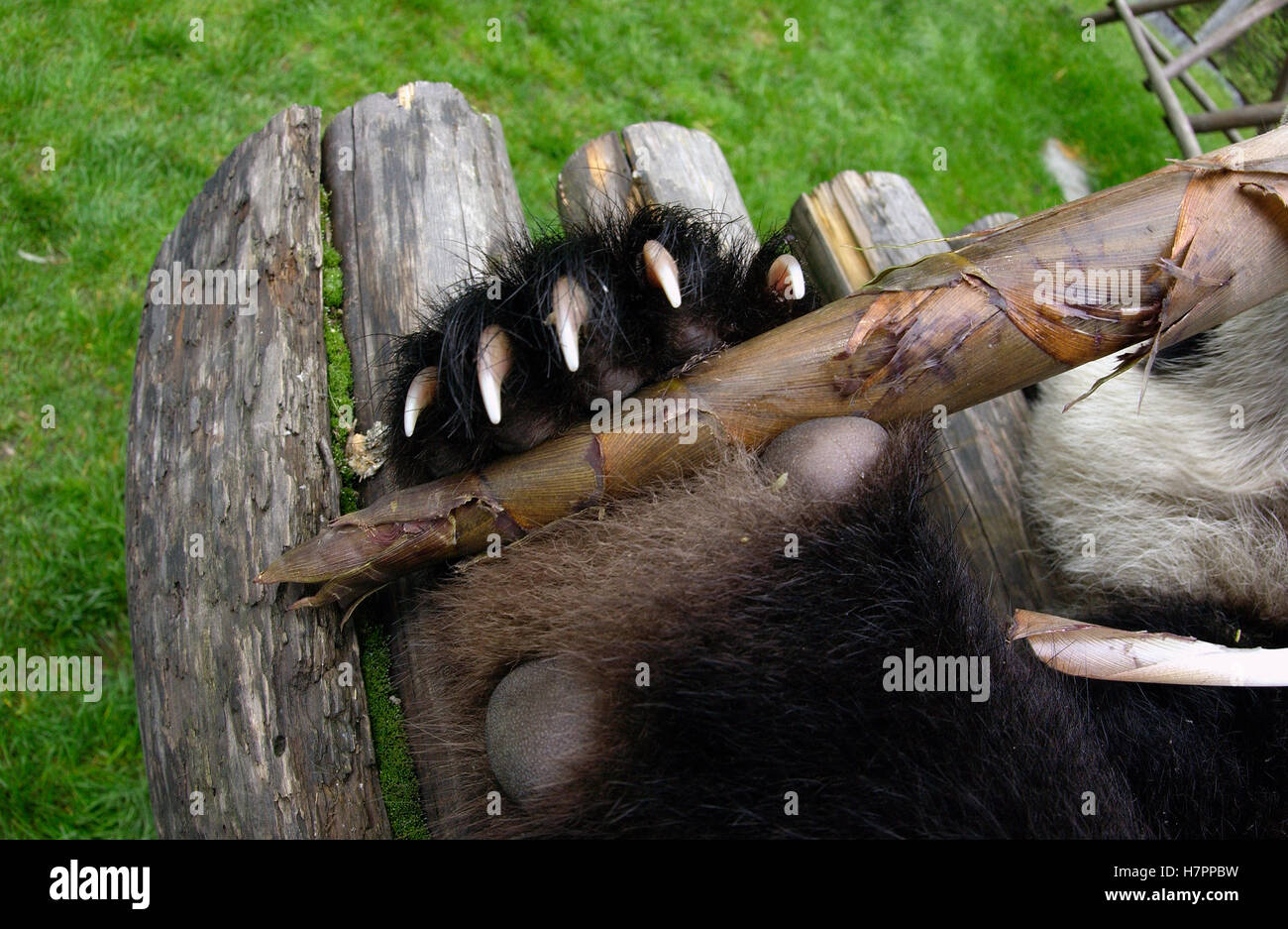 Giant Panda (Ailuropoda melanoleuca) detail of cub's paw showing claws ...
