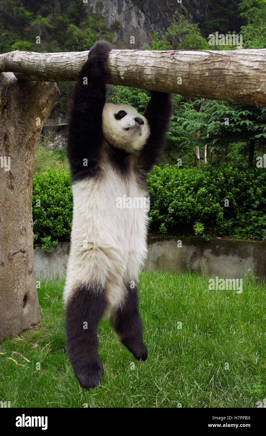 Giant Panda (Ailuropoda melanoleuca) young Panda hanging from tree at ...