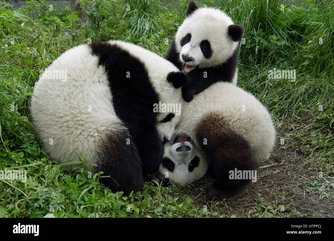 Giant Panda (Ailuropoda melanoleuca) three young Pandas playing at the ...