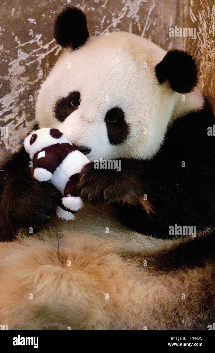 Giant Panda (Ailuropoda melanoleuca) named Gongzhu, captive born and ...