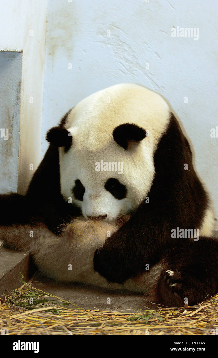 Giant Panda (Ailuropoda melanoleuca) Gongzhu drinking her urine to ...