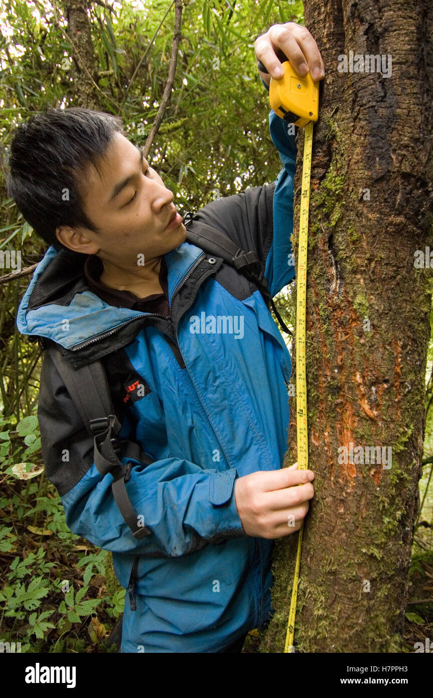 Giant Panda (Ailuropoda melanoleuca) researcher Liu Bing measuring claw ...