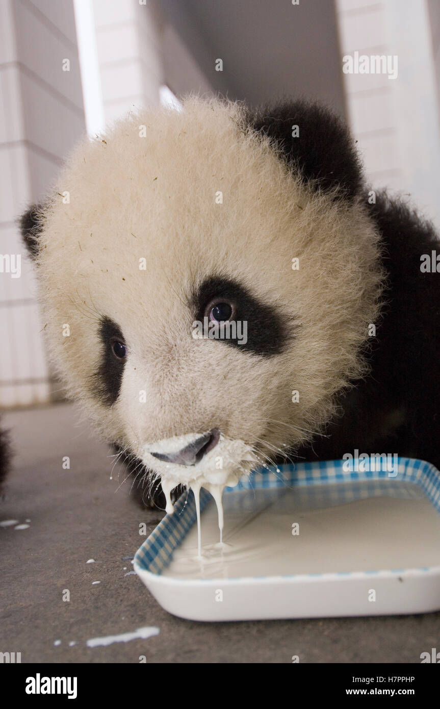 Giant Panda (Ailuropoda melanoleuca) cub drinking special milk mixture ...