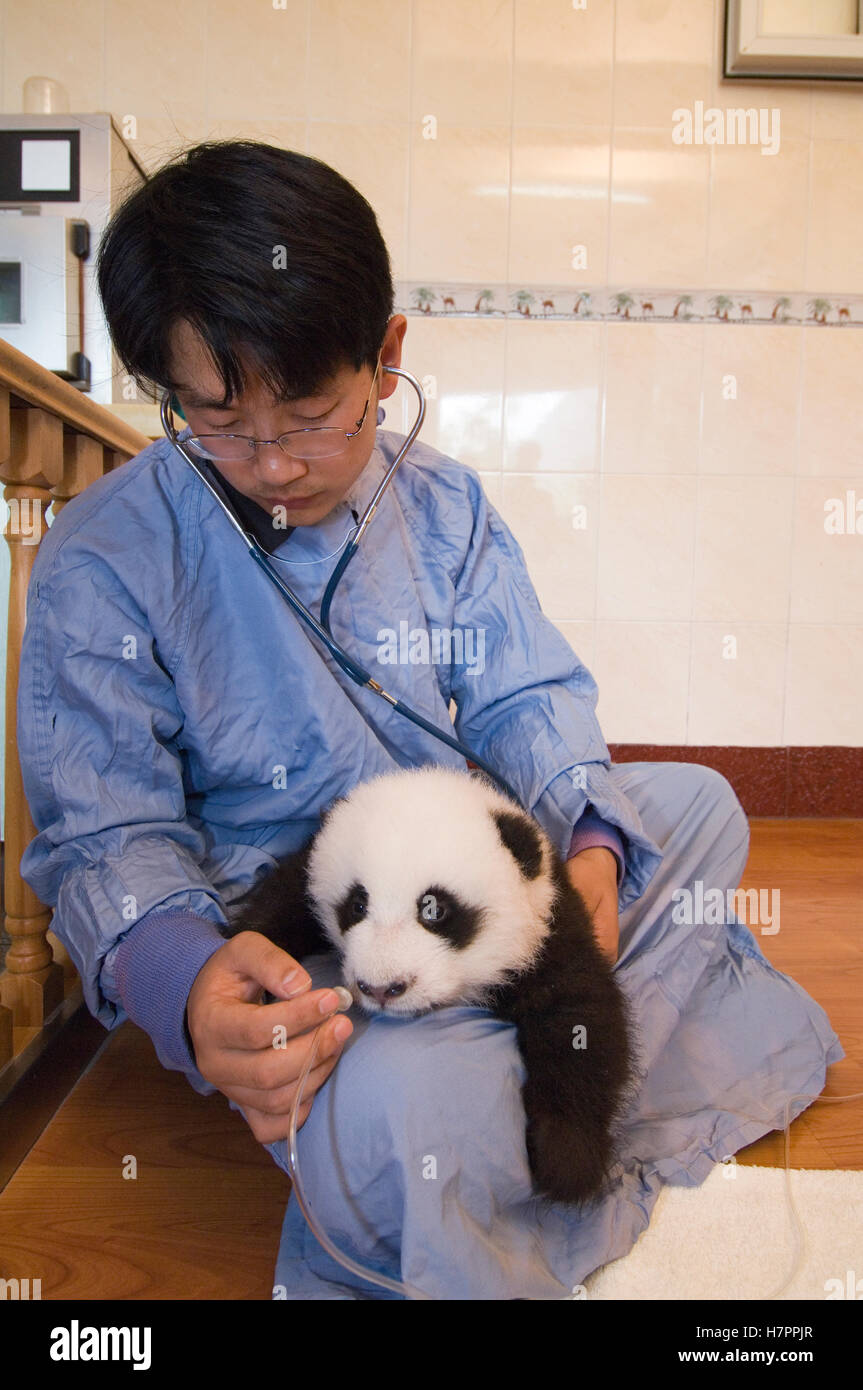 Giant Panda (Ailuropoda melanoleuca) researcher taking temperature of ...