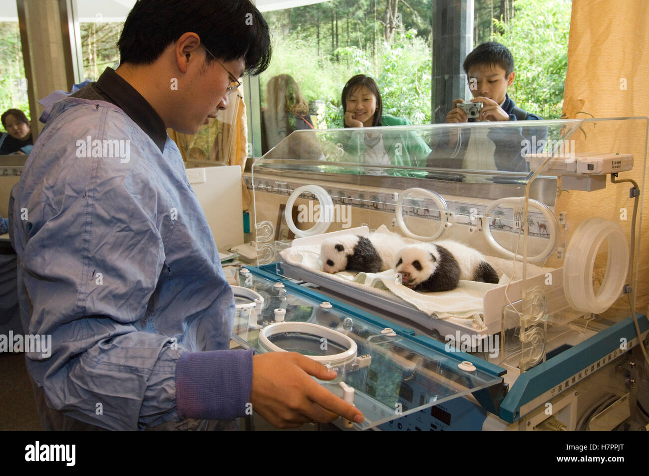 Giant Panda (Ailuropoda melanoleuca) cubs with researcher in nursery ...