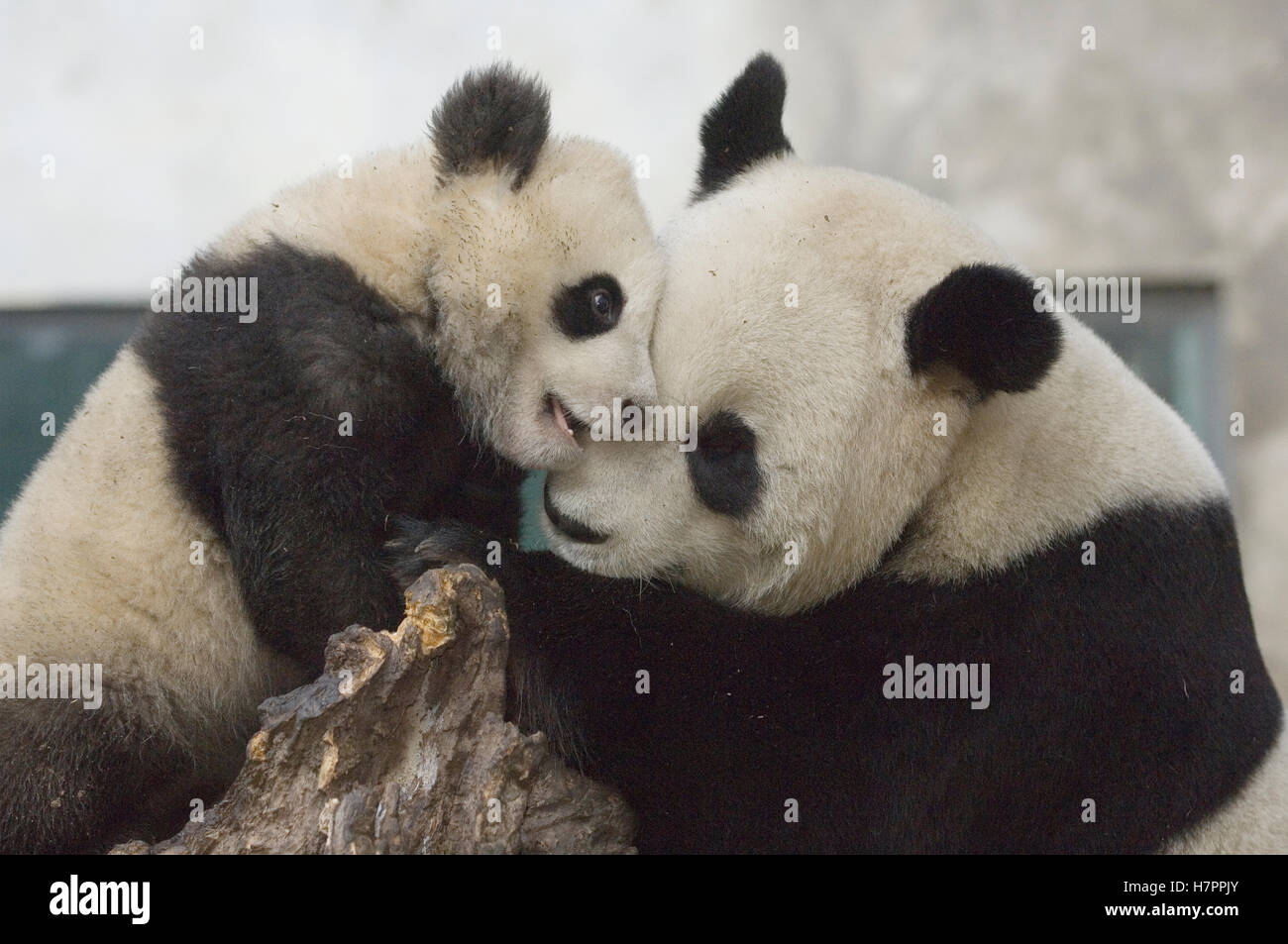 Giant Panda (Ailuropoda melanoleuca) Long Xin playing with her cub ... Giant Panda (Ailuropoda melanoleuca) Long Xin playing with her cub ...