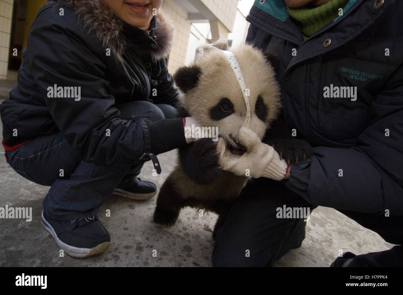 Giant Panda (Ailuropoda melanoleuca) researchers measuring cub, Wolong ...