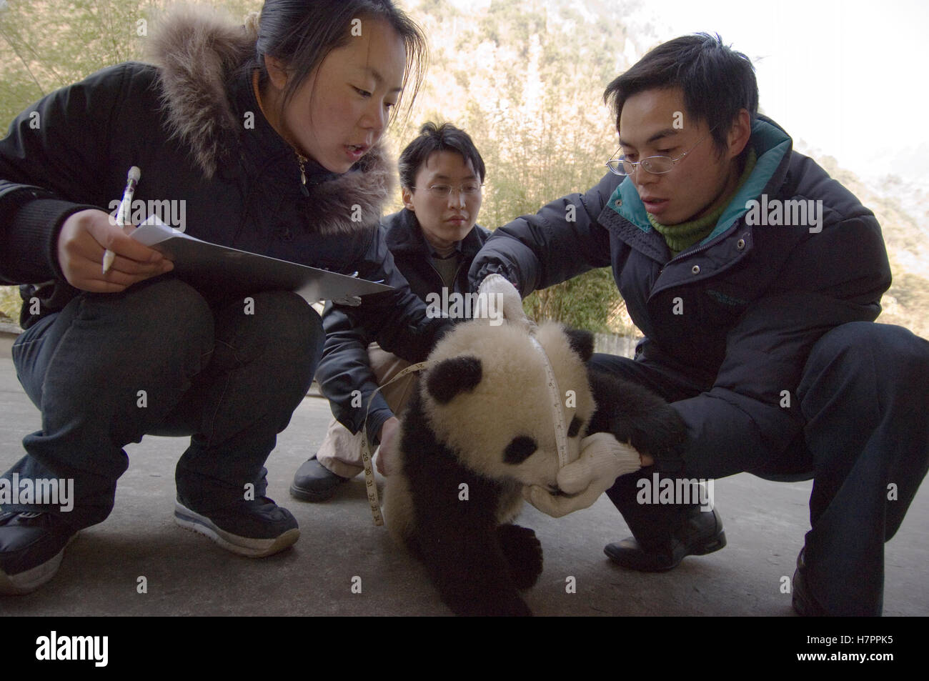 Giant Panda (Ailuropoda melanoleuca) researchers measuring cub, Wolong ...