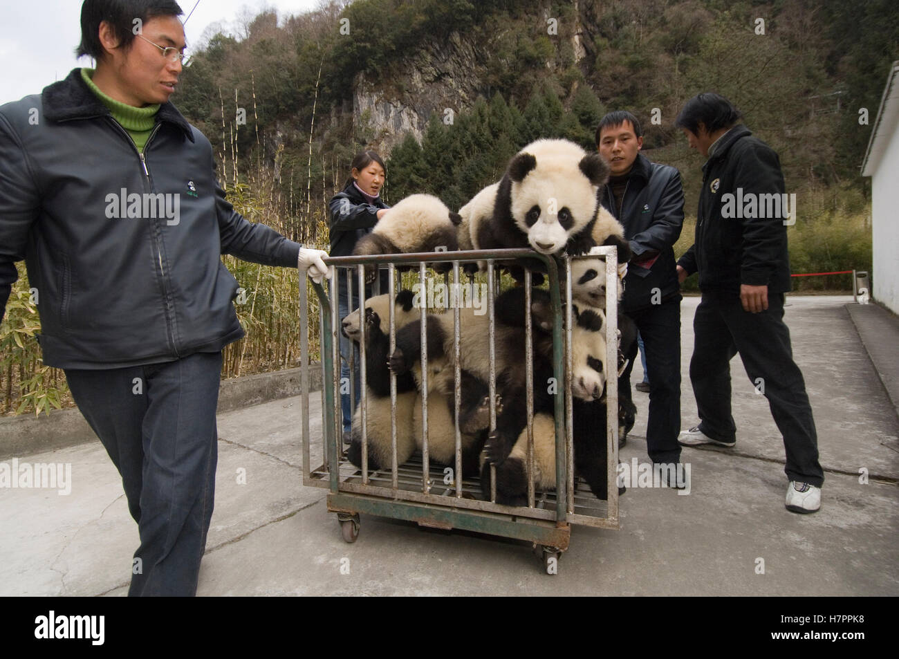 Giant Panda (Ailuropoda melanoleuca) seven cubs in moving cage going ...