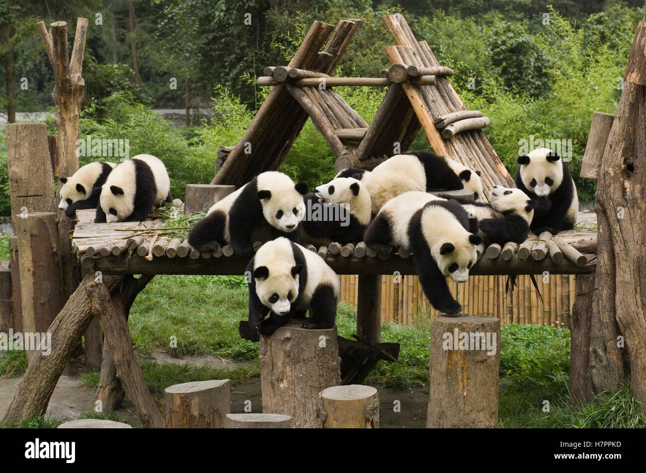 Giant Panda (Ailuropoda melanoleuca) group of nine on playground ...