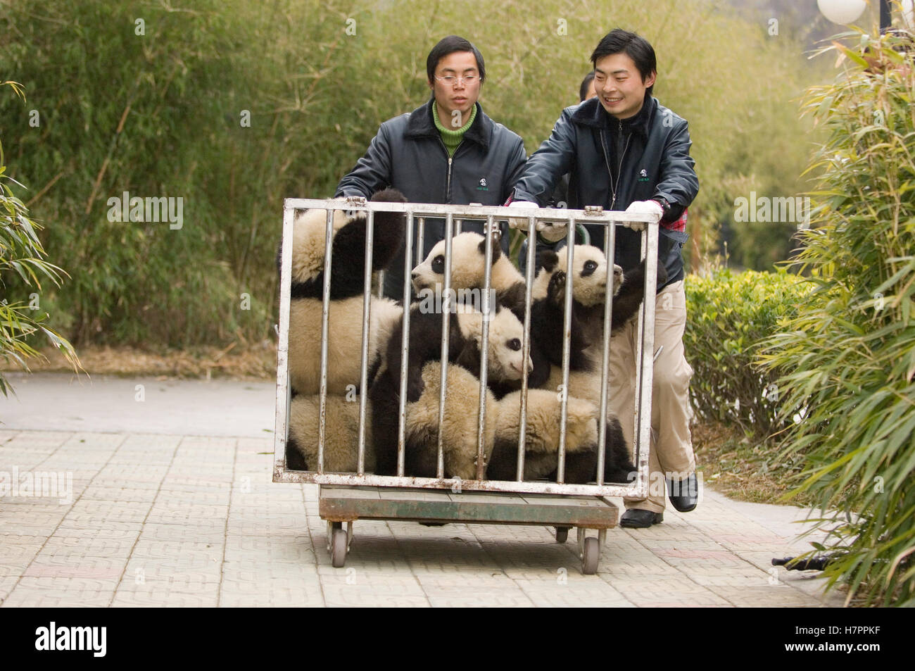Giant Panda (Ailuropoda melanoleuca) seven cubs in moving cage going ...