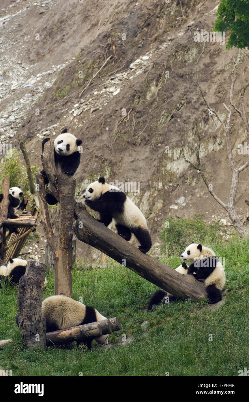 Giant Panda (Ailuropoda melanoleuca) cubs playing on structures near ...