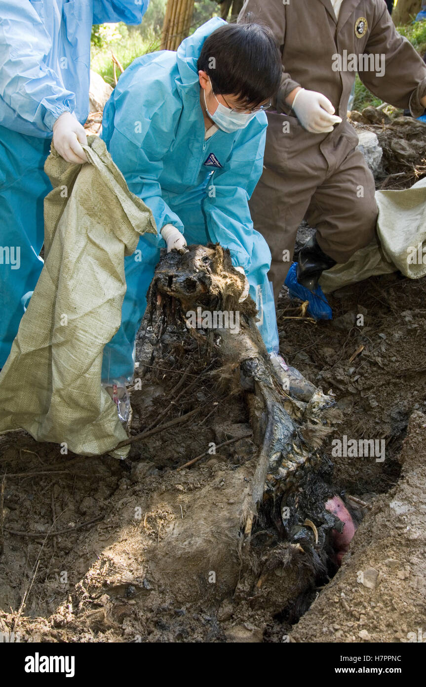 Giant Panda (Ailuropoda melanoleuca) recovery effort, veterinarian ...