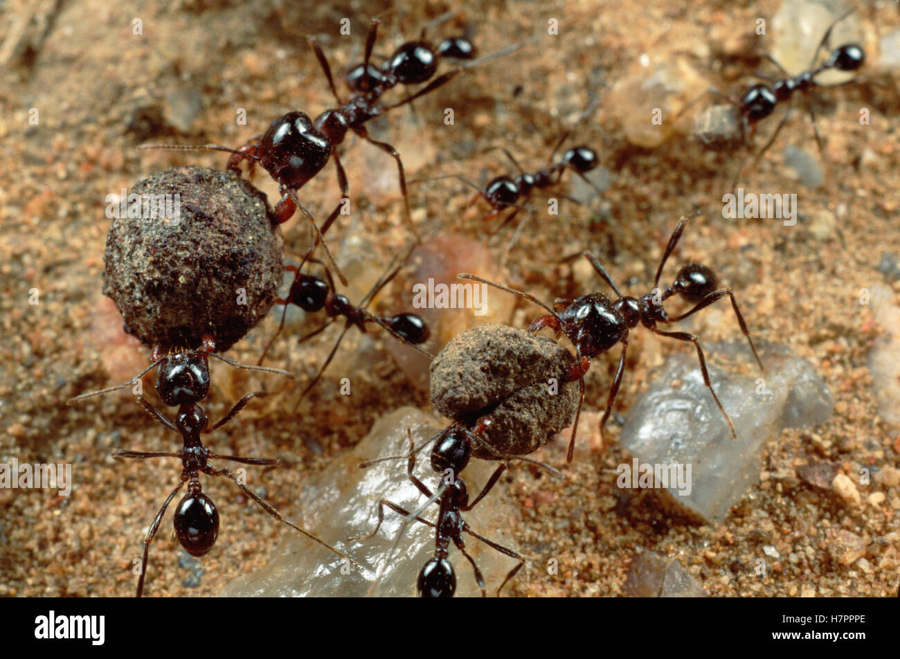 Marauder Ant (Pheidologeton diversus) workers retrieve seeds, and tear ...