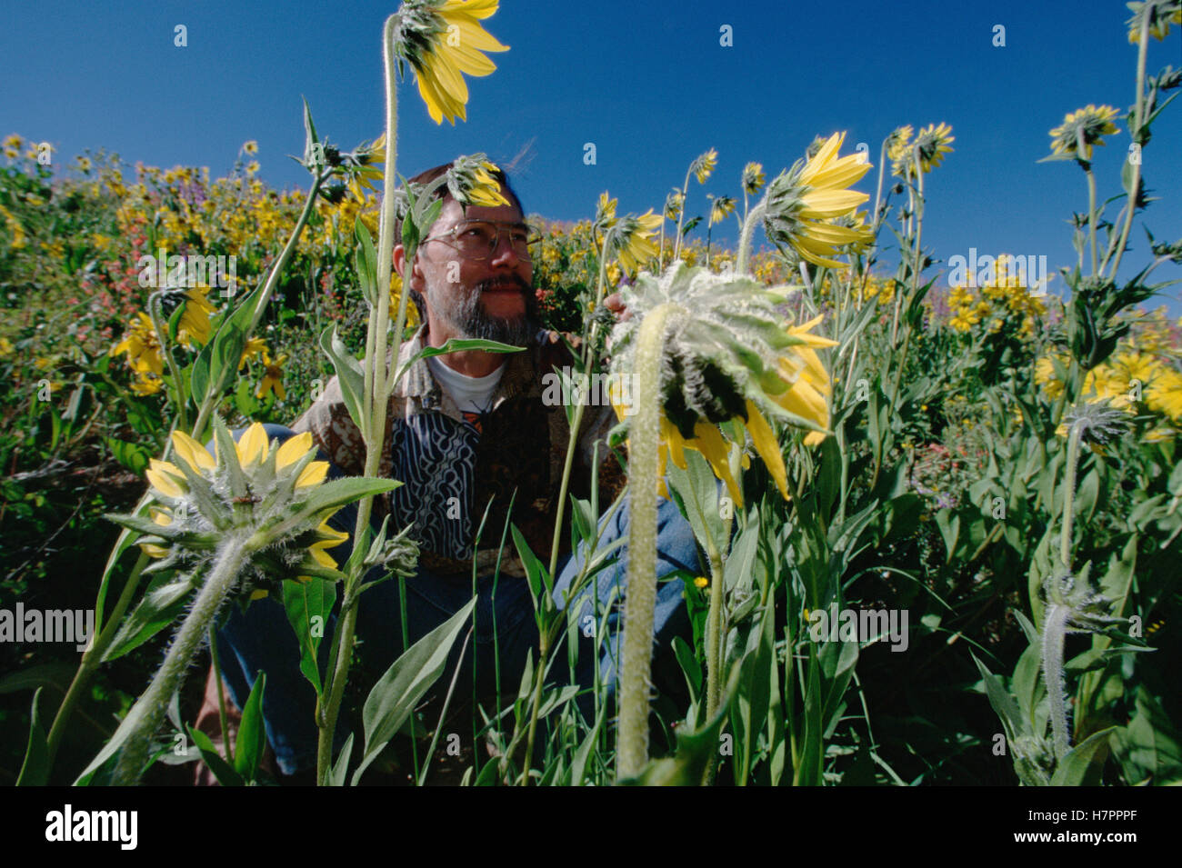 Dr David Inouye studies Aspen Sunflowers protected by ants, Colorado ...