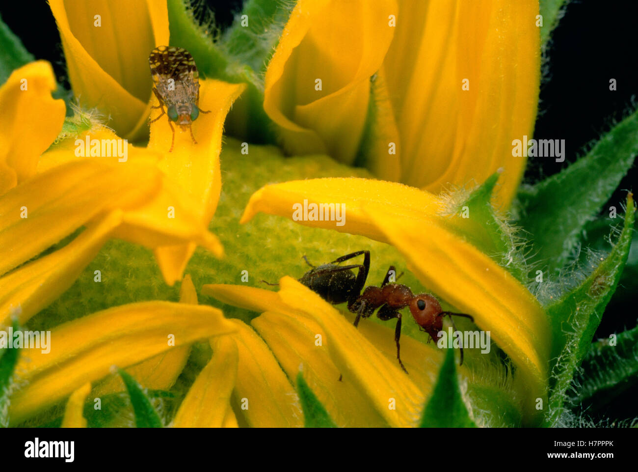 Ant (Formica sp) drives off fly that attacks embryos of the aspen ...