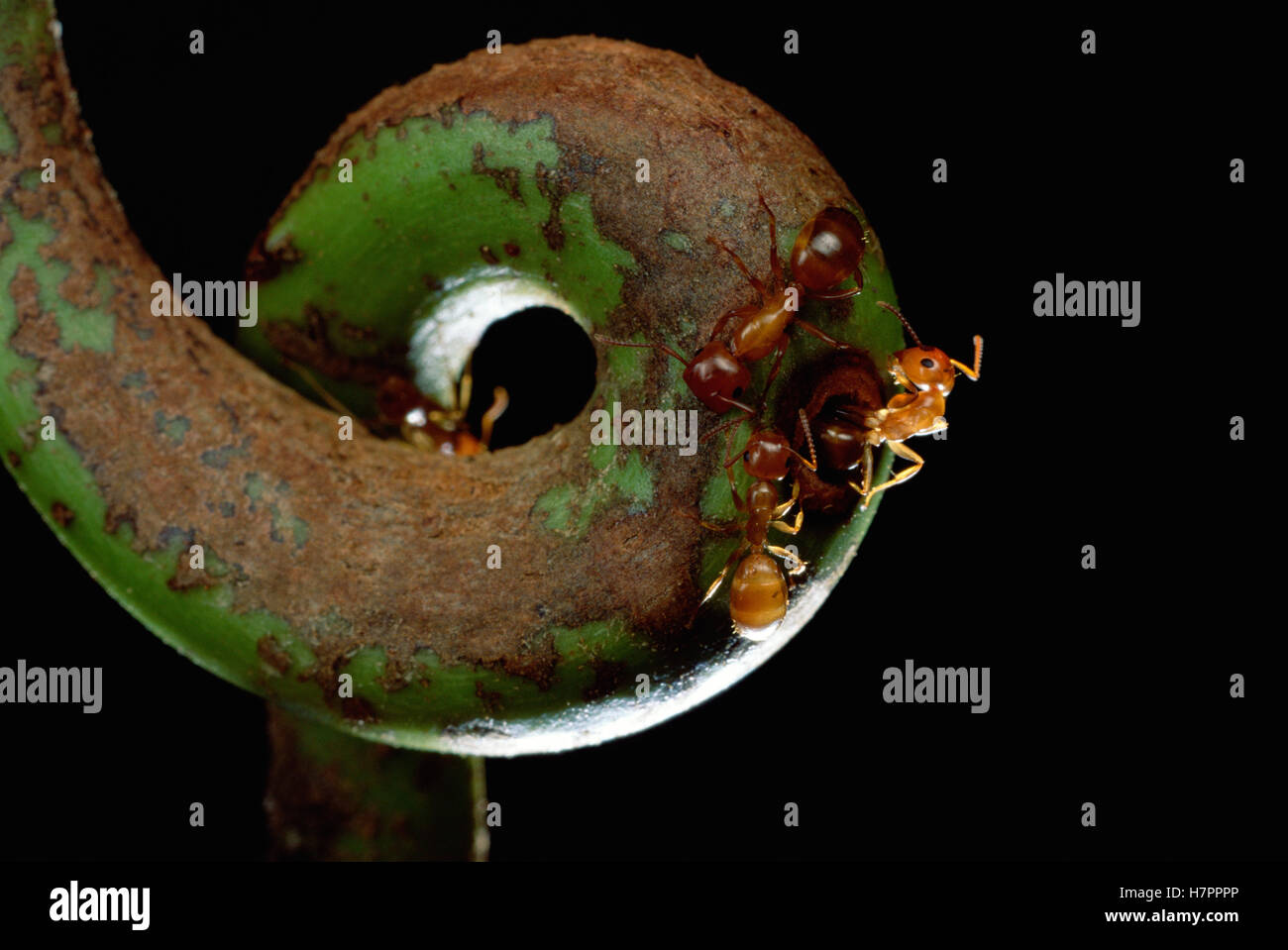 Carpenter Ant (Camponotus sp) on tendril of host Villose Pitcher Plant ...