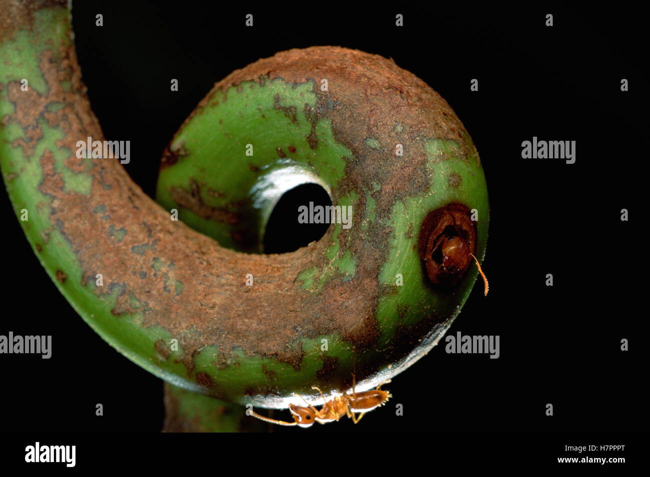 Carpenter Ant (Camponotus sp) on tendril of host Villose Pitcher Plant ...