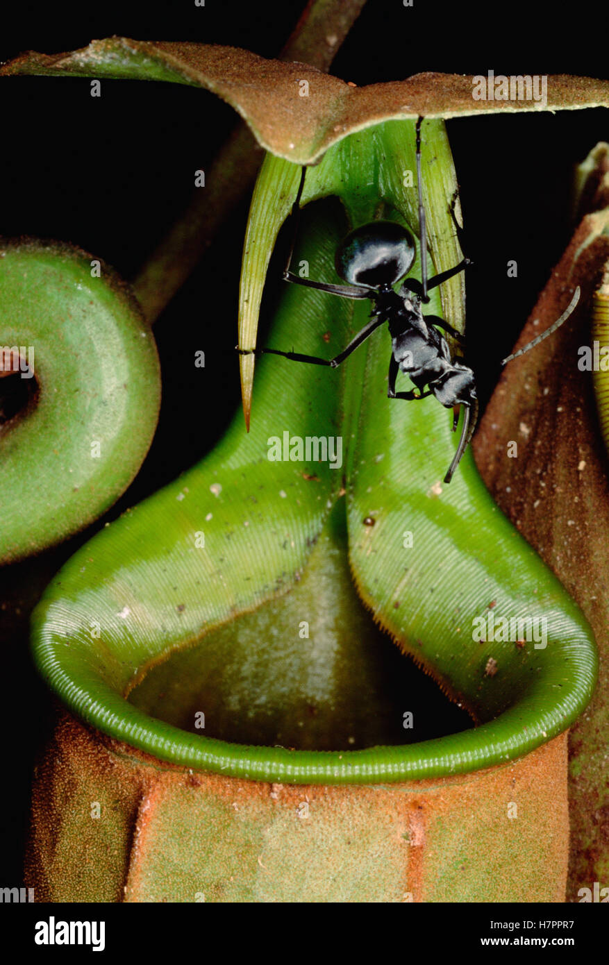 Insects, including ants fall into pitcher plant and drown, Brunei ...