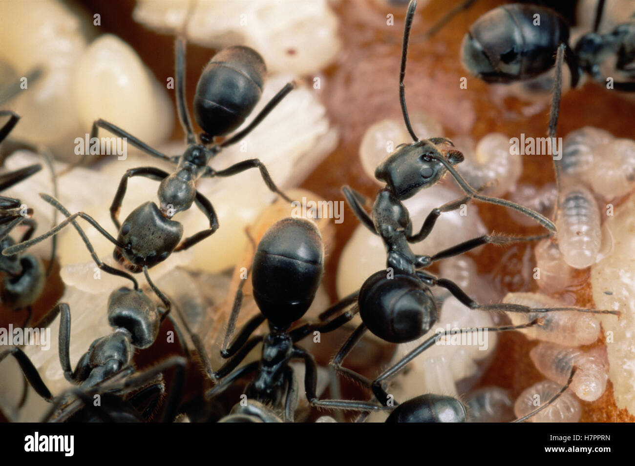 Ant (Formicidae) colony living in Ant Plant (Hydnophytum sp), Papua New ...