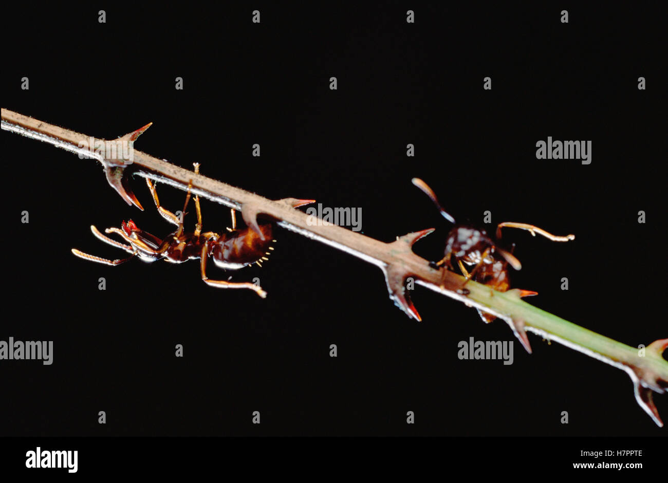 Rattan Palm (Calamus rotang) spiny tendril protected by ants, Singapore ...