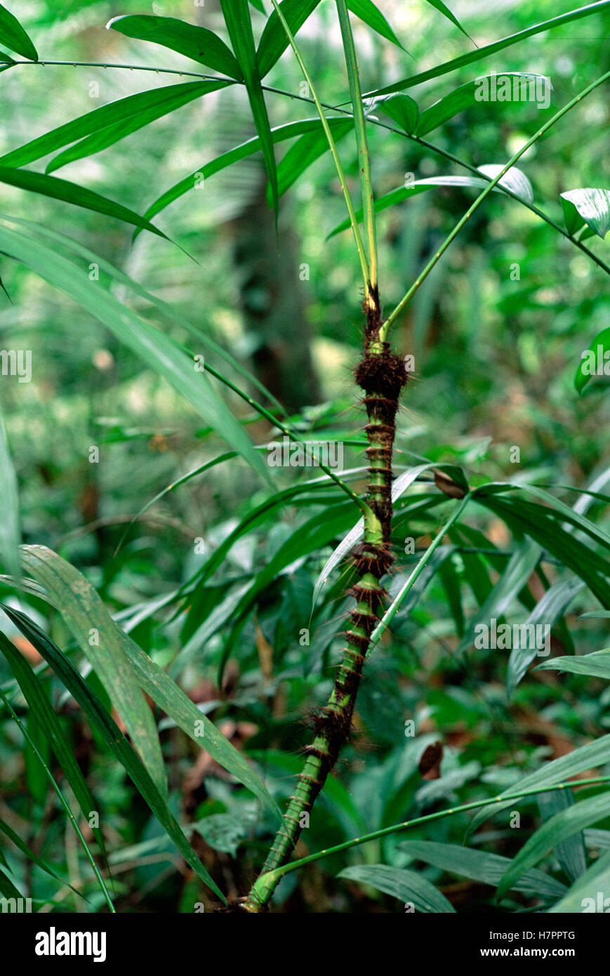 Rattan Palm (Calamus rotang) plant is protected by resident ants and ...