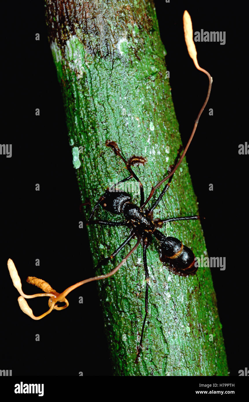 Cordyceps fungus takes over brain of an ant, then kills it, Peru Stock ...