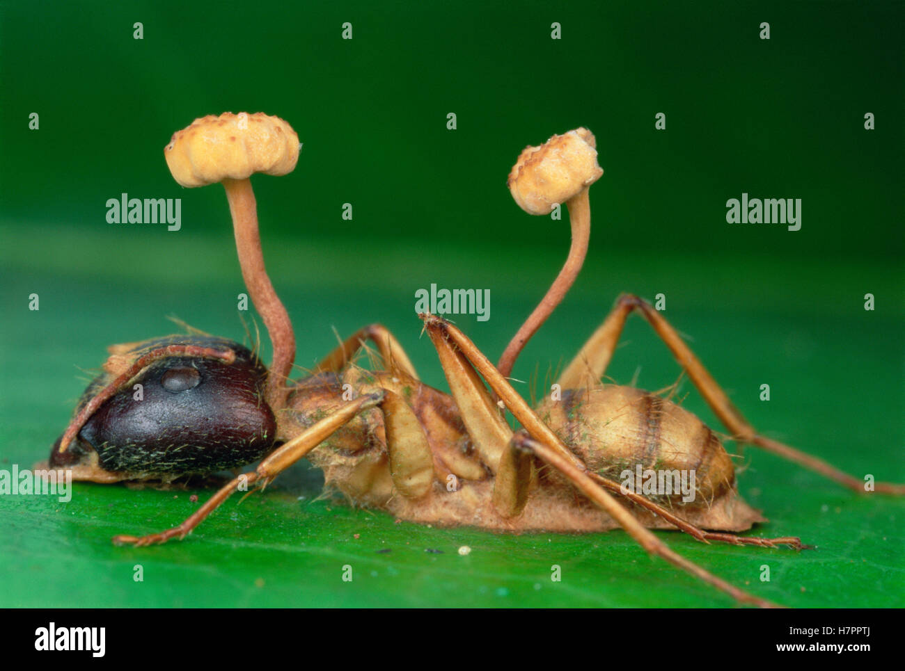 Cordyceps fungus takes over brain of an ant, then kills it, Peru Stock ...