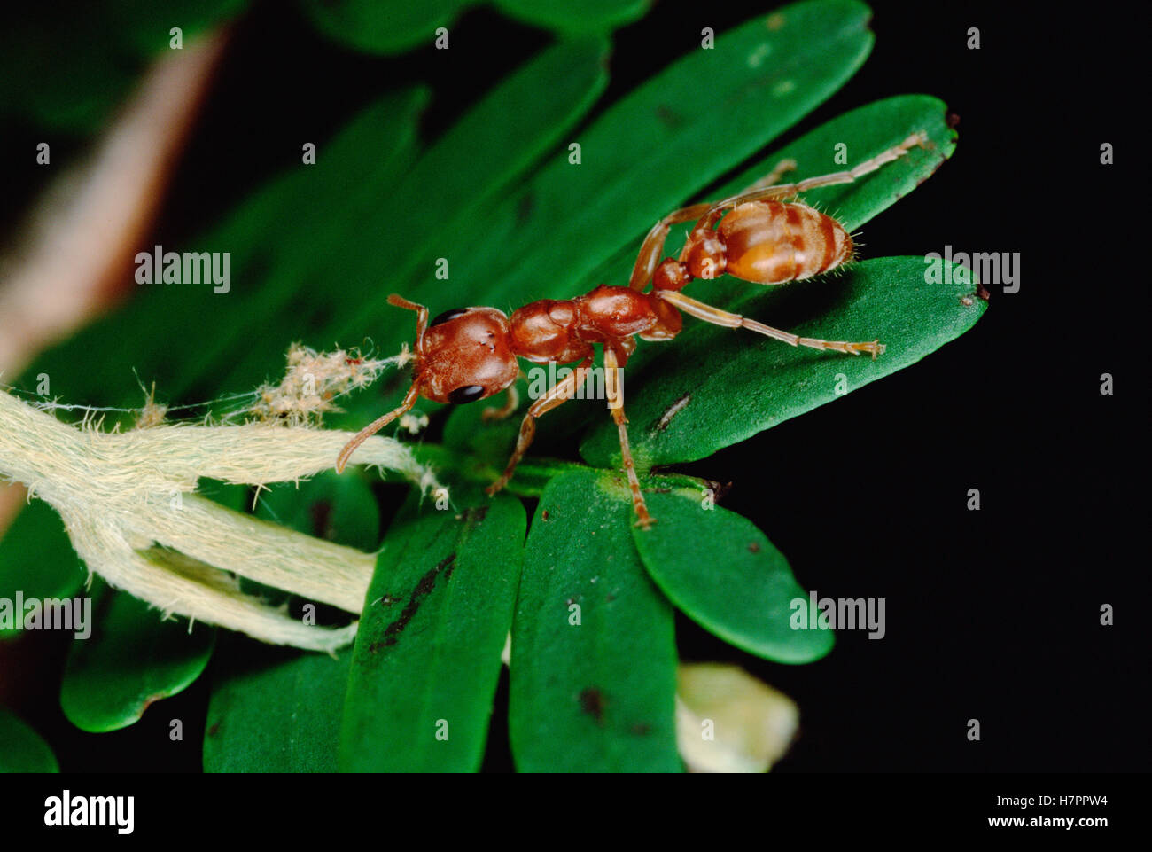 Ant (Pseudomyrmex sp) ripping up vine that disturbs its host Whistling ...